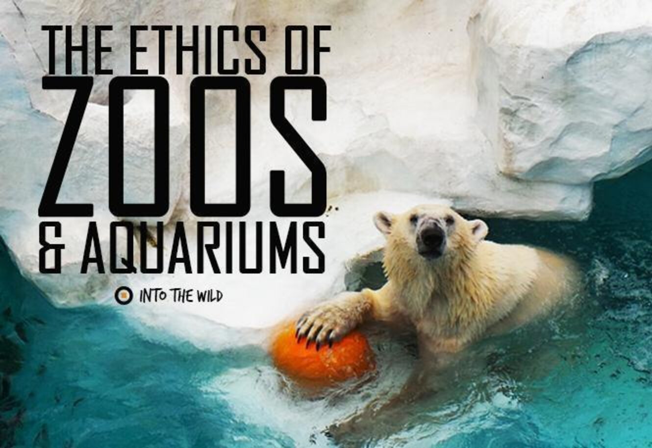 How To Tell If A Zoo Is Worth Your Visit - The Dodo