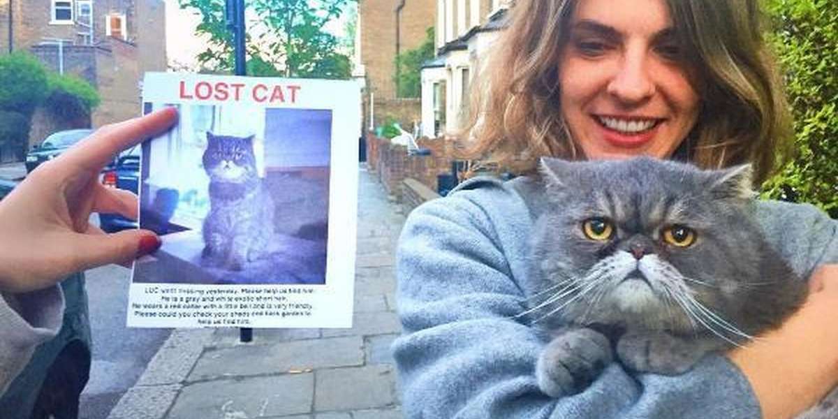 Lost Cat Is Found Thanks To His Grumpy Face - The Dodo