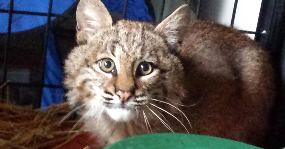 Baby Bobcat Who Lost Her Mom Is Looking For A New Family - The Dodo