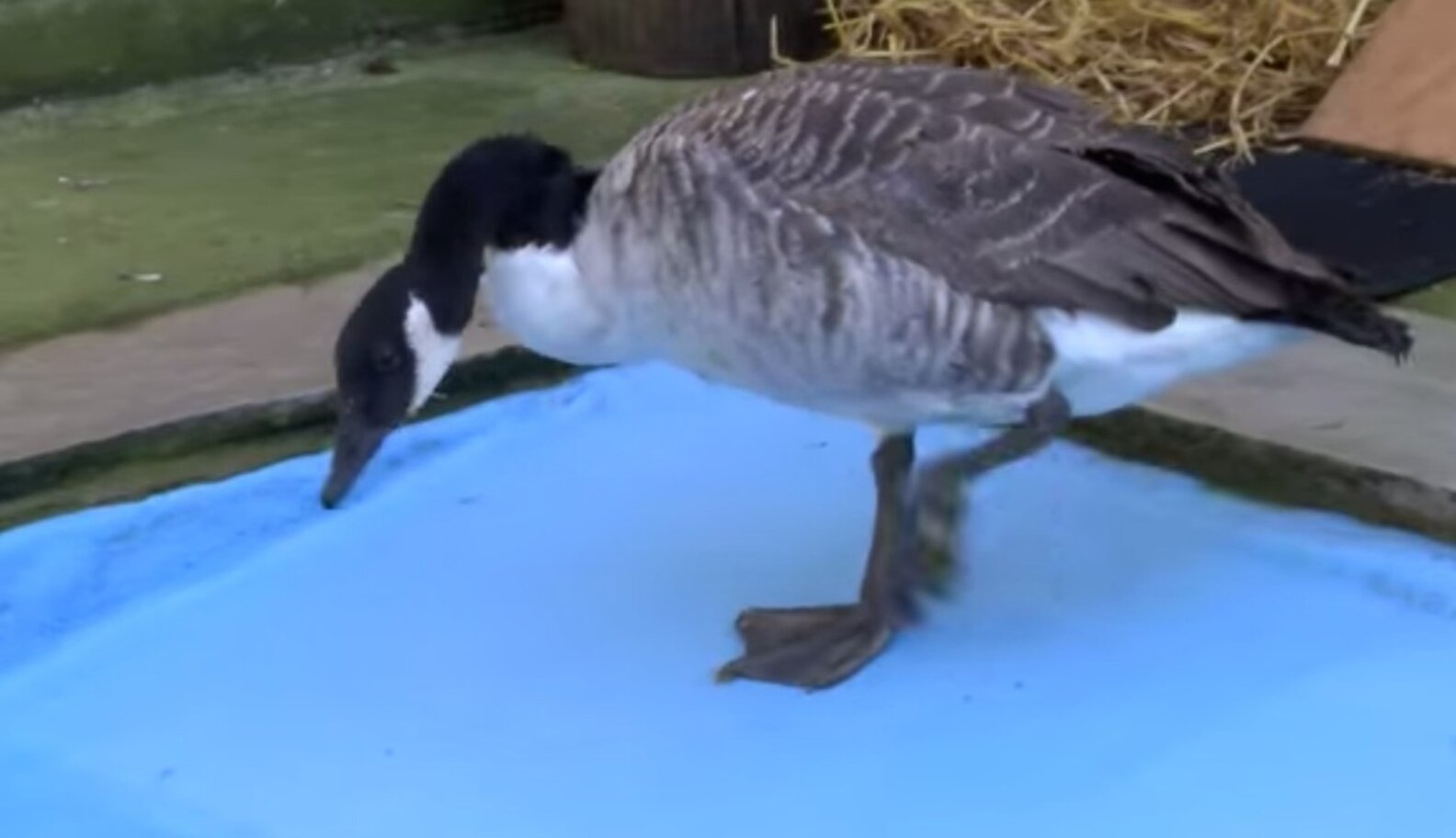 Injured Goose Learns How To Swim Again - The Dodo