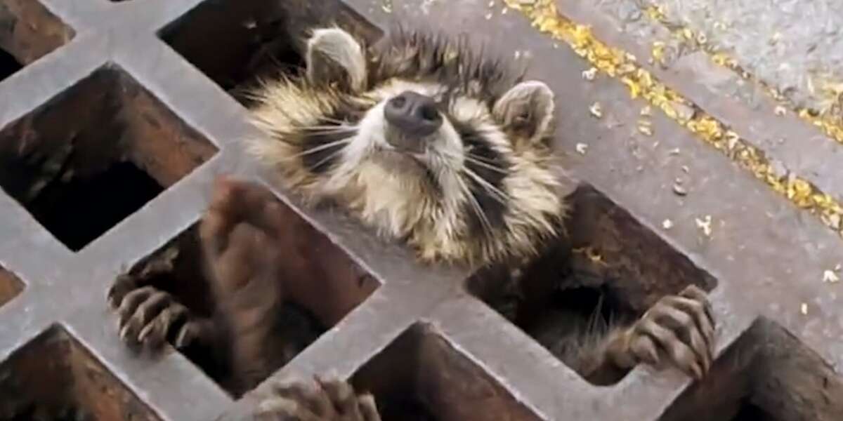 Raccoon Rescued From Sewer Grate - The Dodo