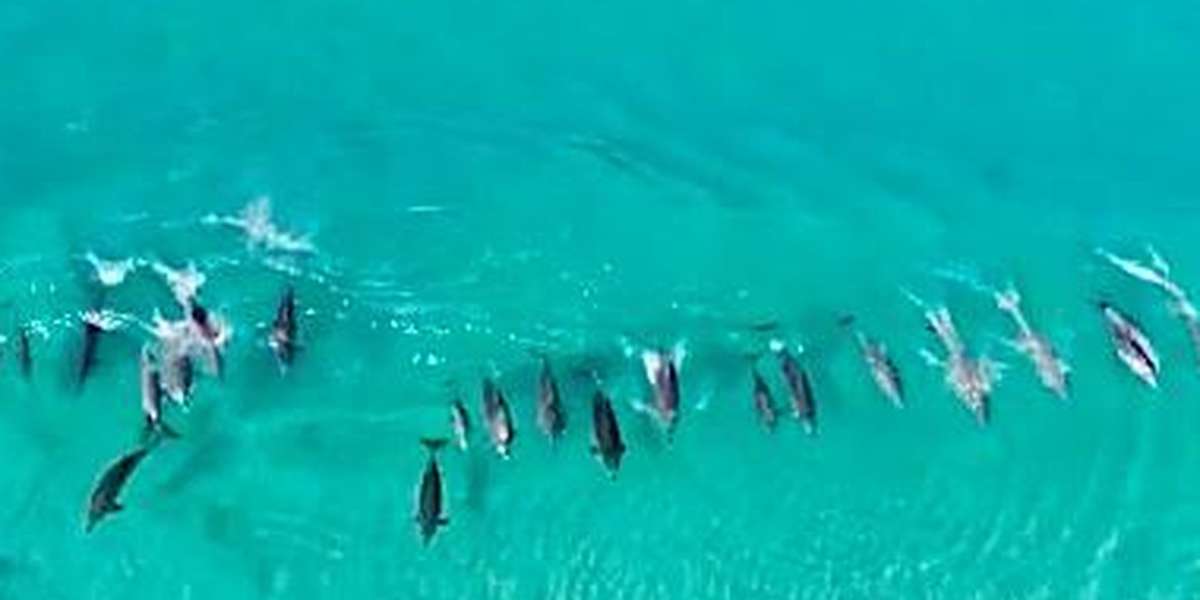 Stunning Footage Shows Dolphins Surfing In Unison - The Dodo