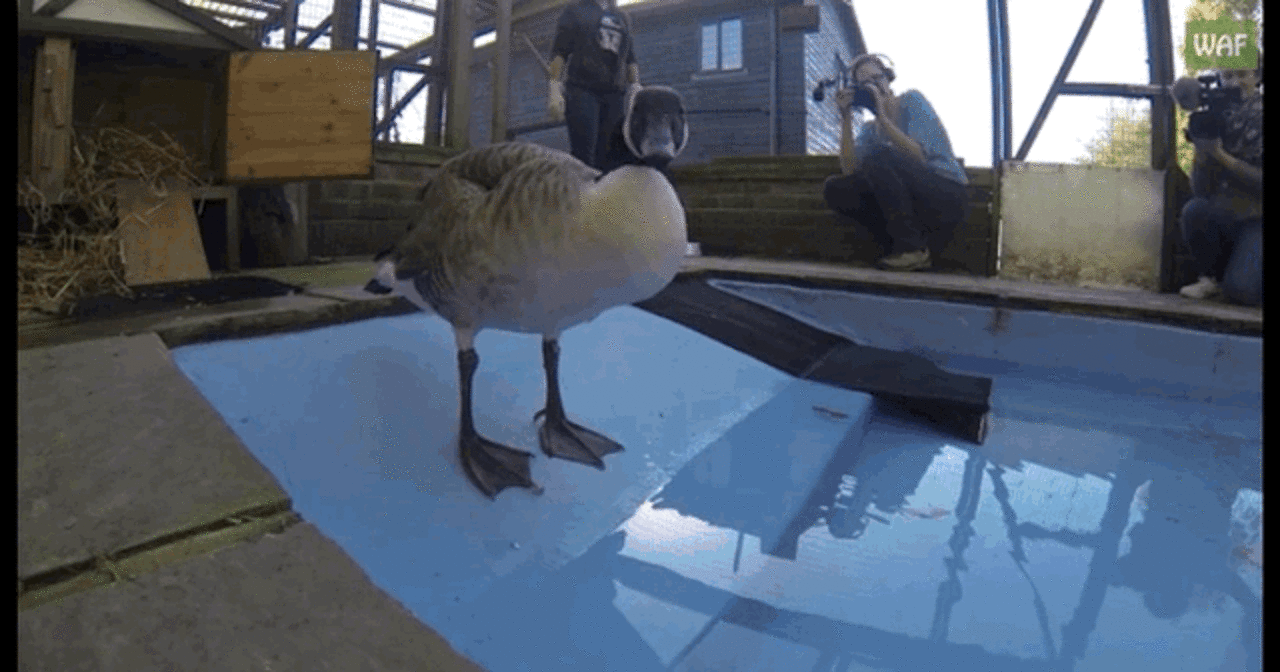 Injured Goose Learns How To Swim Again - The Dodo
