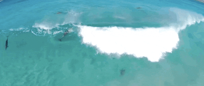 Stunning Footage Shows Dolphins Surfing In Unison - The Dodo