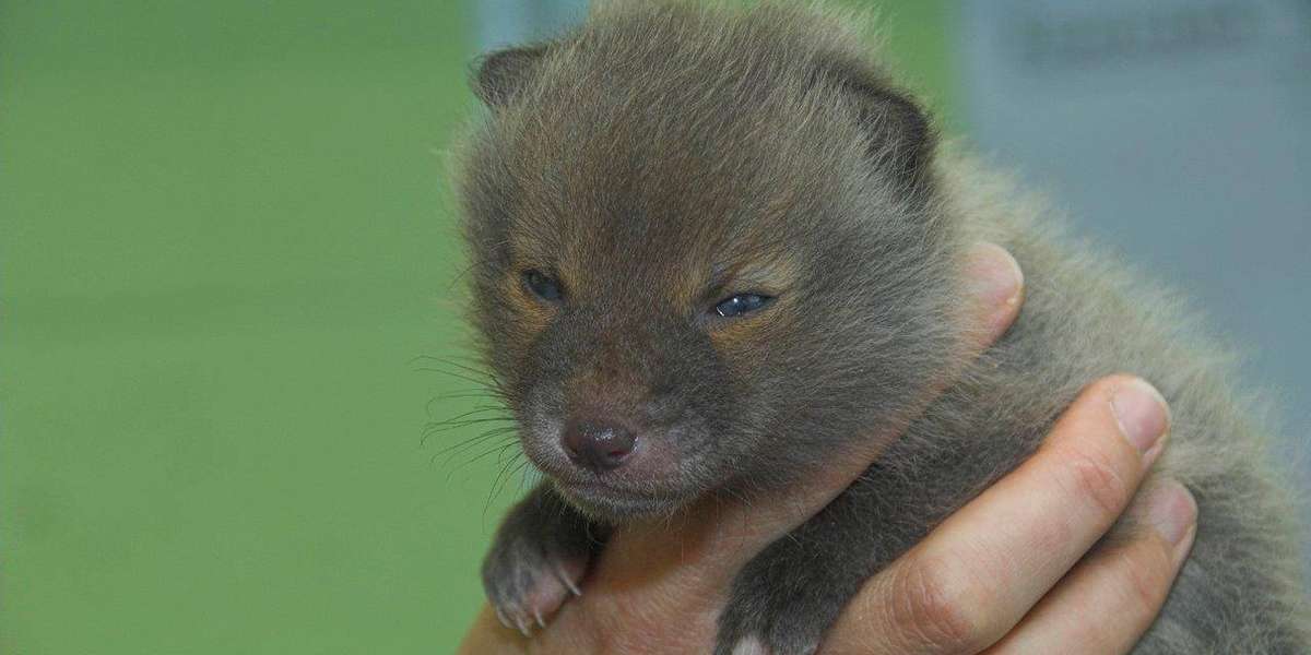 Orphaned Baby Fox Gets Love From Her Rescuers - The Dodo