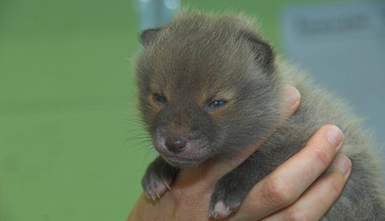 Orphaned Baby Fox Gets Love From Her Rescuers - The Dodo