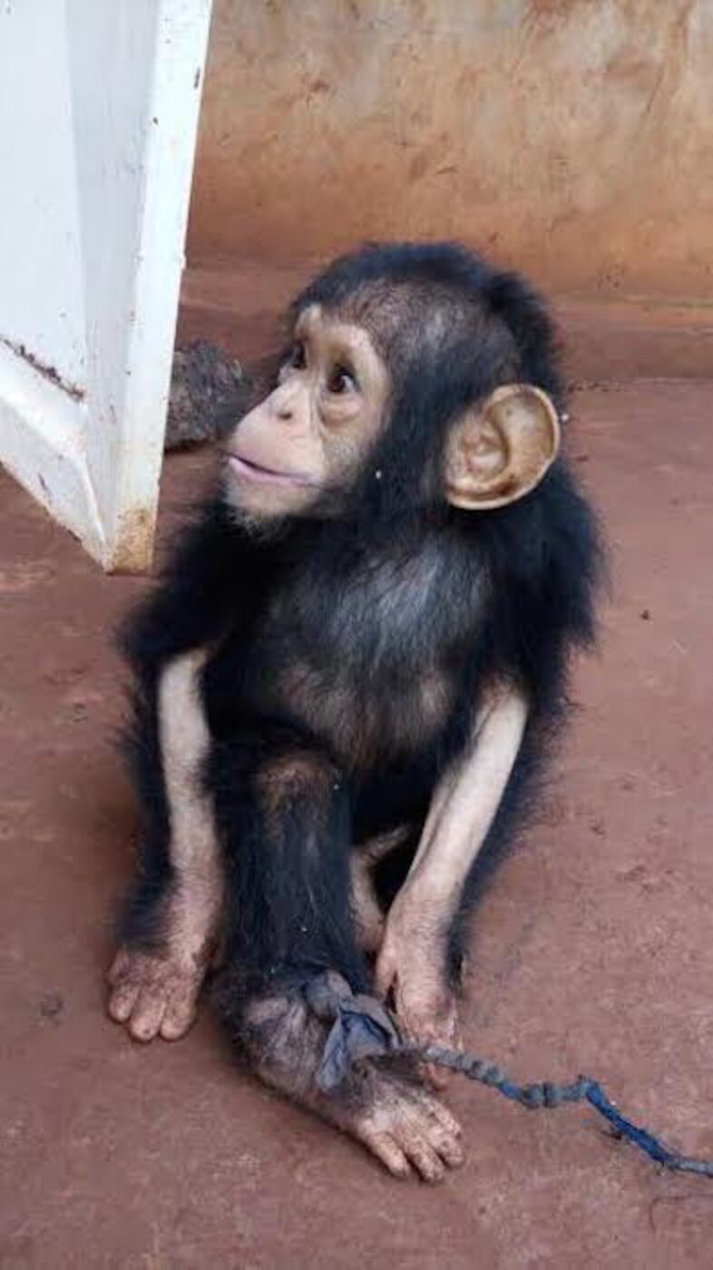 Baby Chimp Who Spent Months In Dark Room Finally Sees The Sun - The Dodo