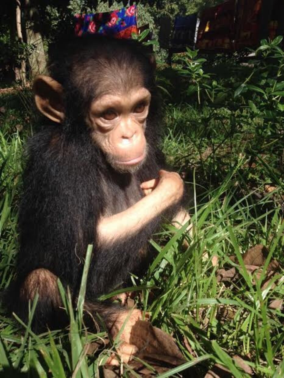 Baby Chimp Who Spent Months In Dark Room Finally Sees The Sun - The Dodo