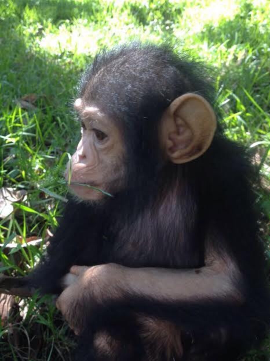 Baby Chimp Who Spent Months In Dark Room Finally Sees The Sun - The Dodo