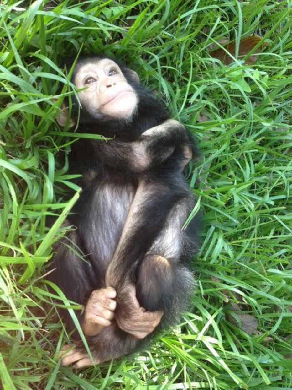 Baby Chimp Who Spent Months In Dark Room Finally Sees The Sun - The Dodo