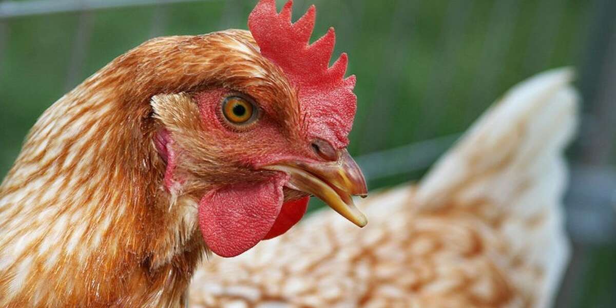 Chickens Teach Life-Skills To Prison Inmates - The Dodo