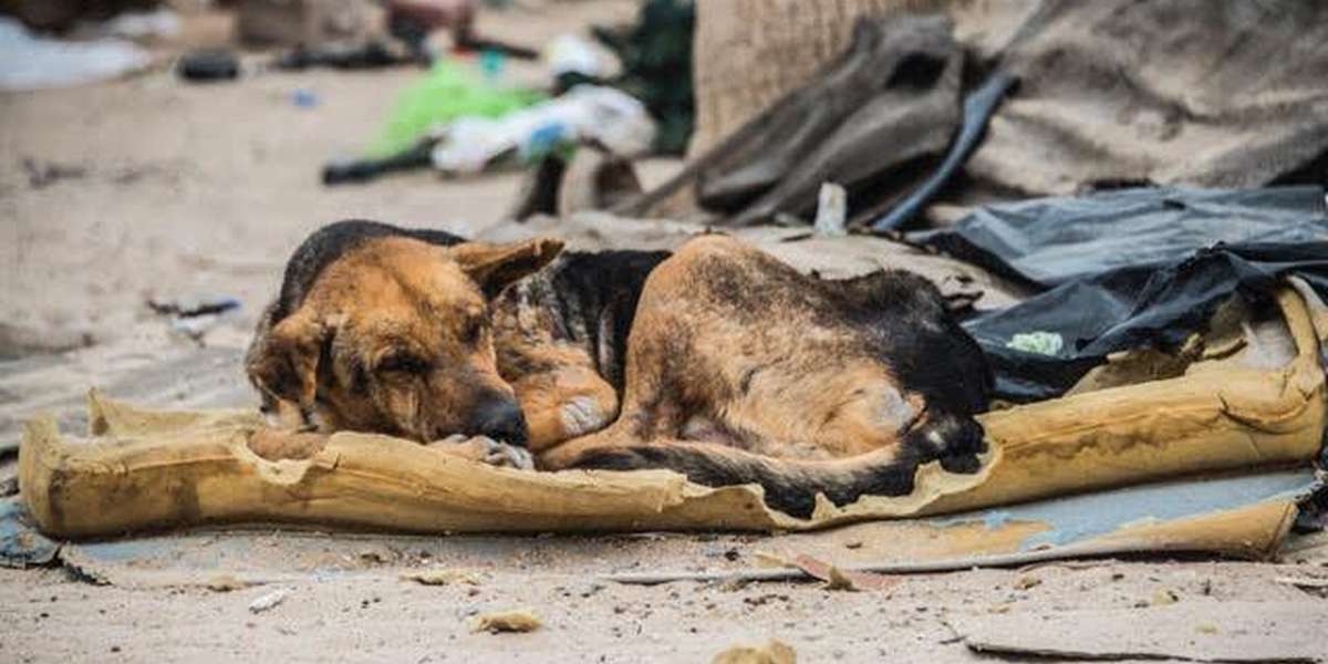 Street Dog Rescued In Mexico Gets New Life in U.S. - The Dodo