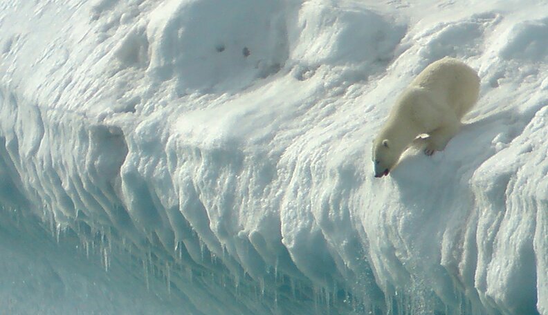 What The Major New U.N. Report On Climate Change Means For Animals ...