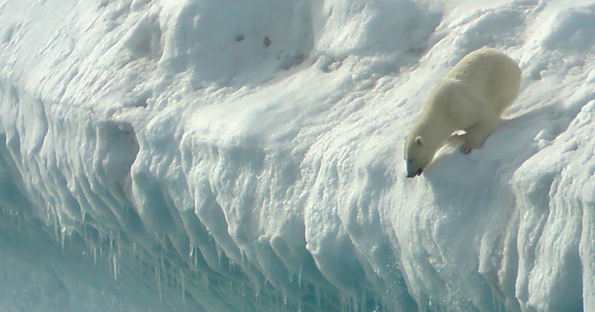 What The Major New U.N. Report On Climate Change Means For Animals ...