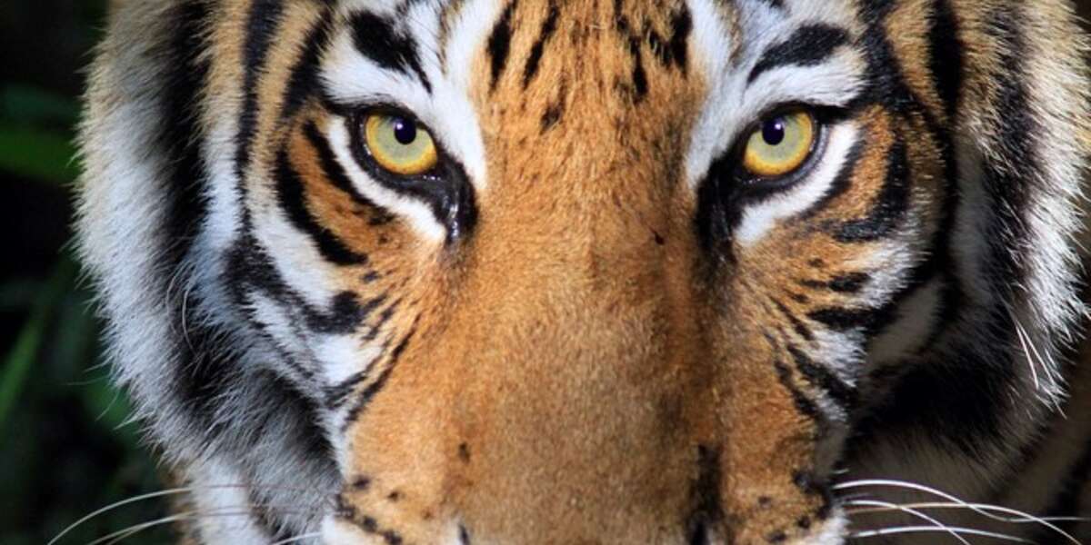 [Untitled] - The Dodo