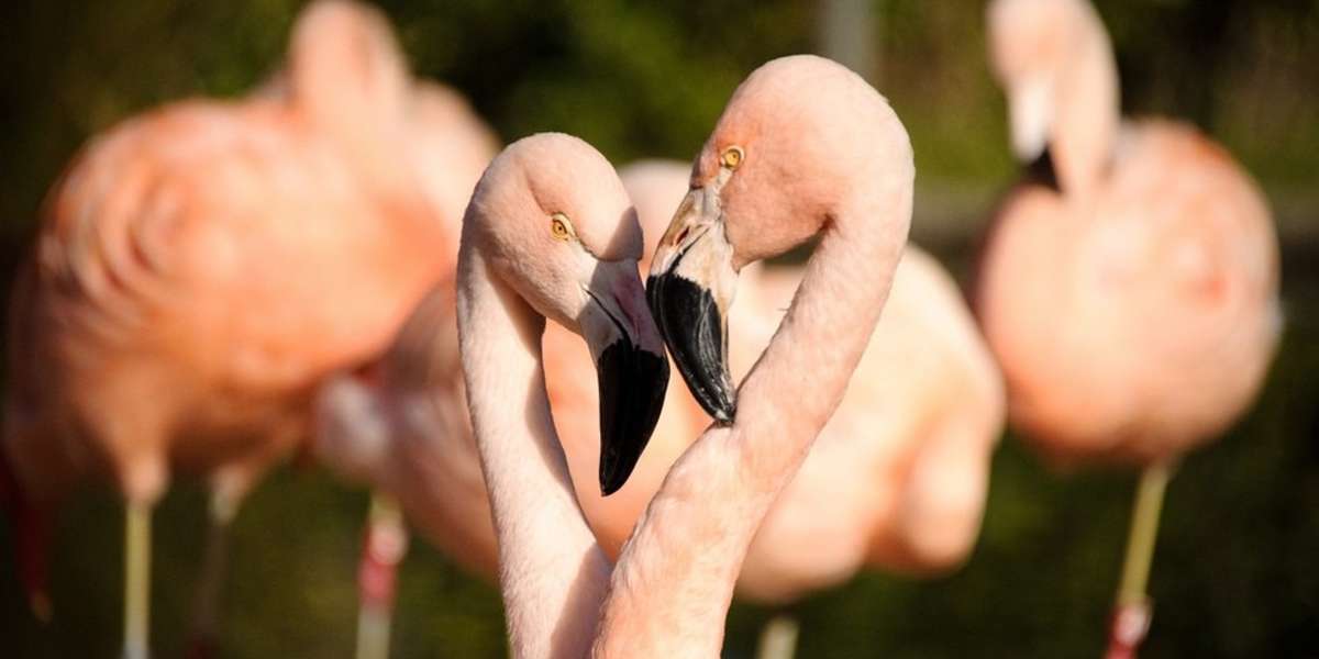 Fugitive Flamingo Spotted 8 Years After Zoo Escape, With A Companion ...