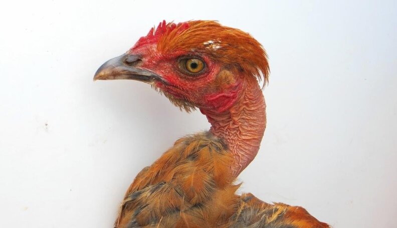 Scientists Are Trying To Fight Climate Change By Messing With Chickens ...