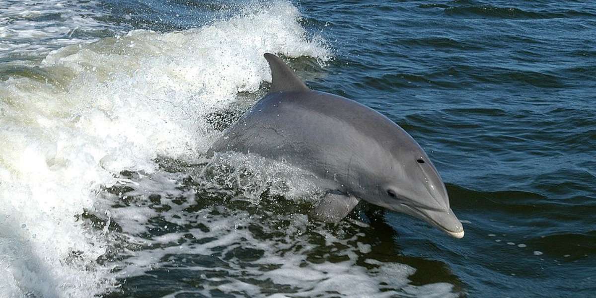 Dolphins: 10 Times Stronger Than Best Human Athletes - The Dodo