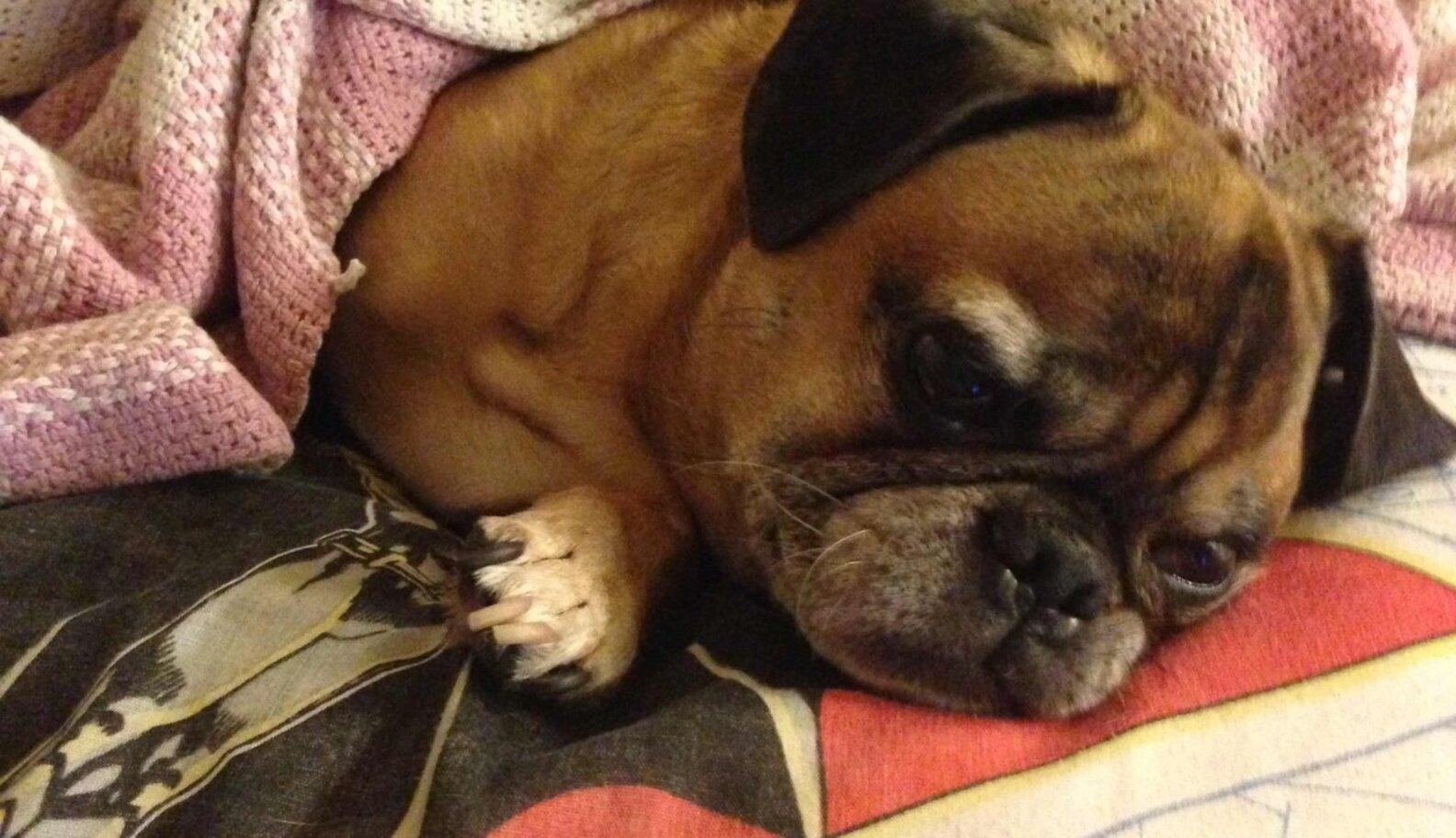 13 Wrinkly Dog Burritos To Keep Everybody Cozy - The Dodo