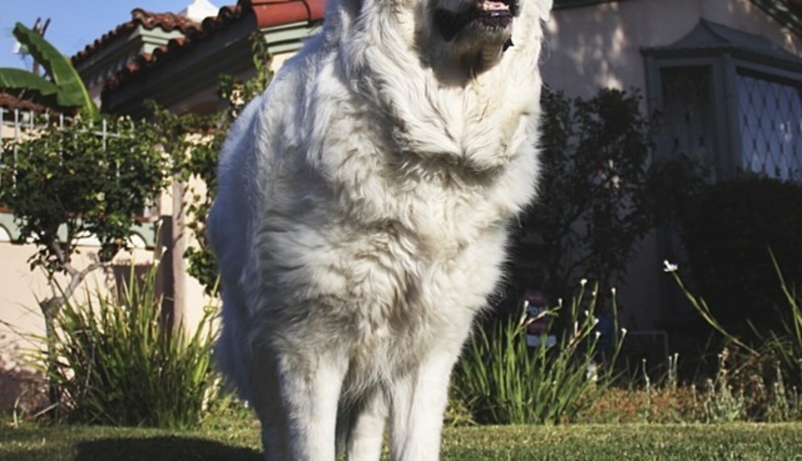 She May Not Be Jenga Cat, But This Great Pyrenees Has Got Some Game ...