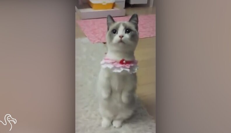 WATCH: Cats Standing Like Humans - The Dodo