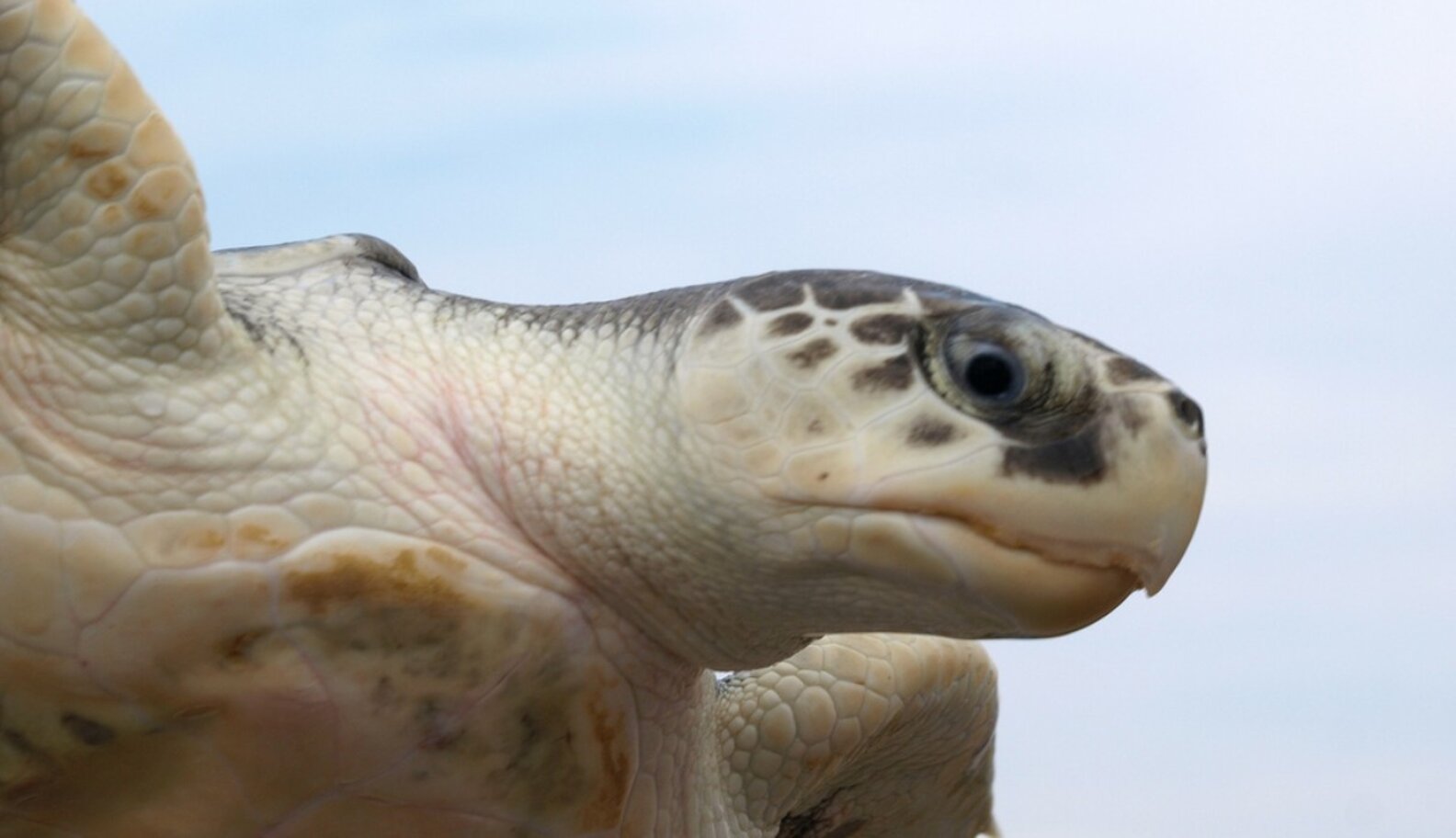Rare Turtles Are Flown Cross-Country In Desperate Effort To Cure Their ...