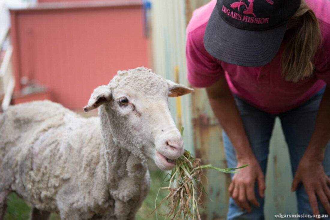 'Dead' Sheep On Side Of Road Comes Back To Life For Her Rescuers - The Dodo