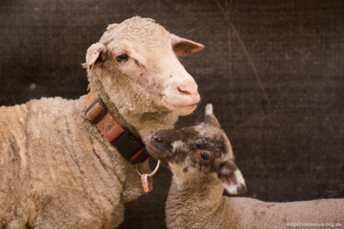'Dead' Sheep On Side Of Road Comes Back To Life For Her Rescuers - The Dodo