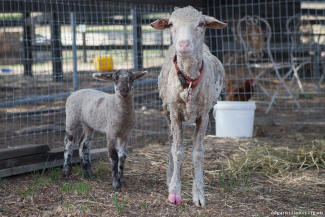 'Dead' Sheep On Side Of Road Comes Back To Life For Her Rescuers - The Dodo