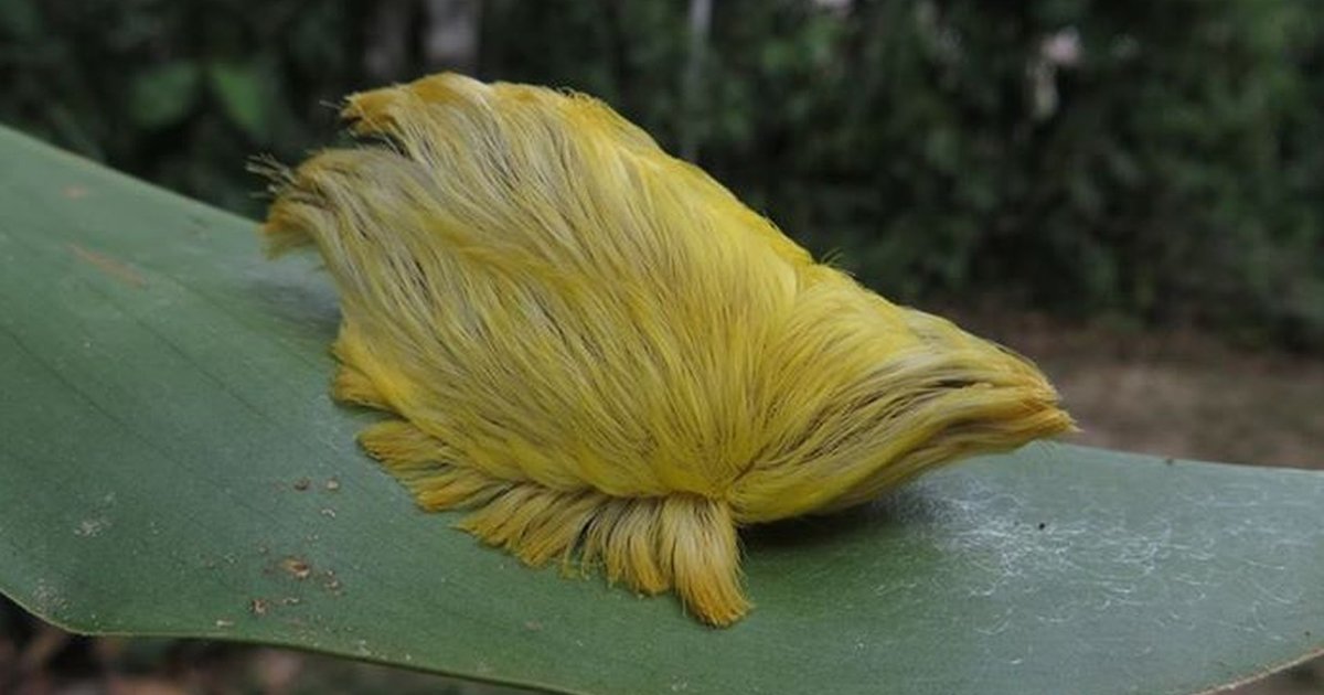 'Donald Trump' Animal Found Slithering Around Forest Floor - The Dodo