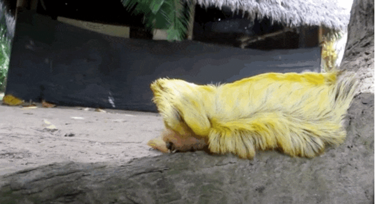 'Donald Trump' Animal Found Slithering Around Forest Floor - The Dodo