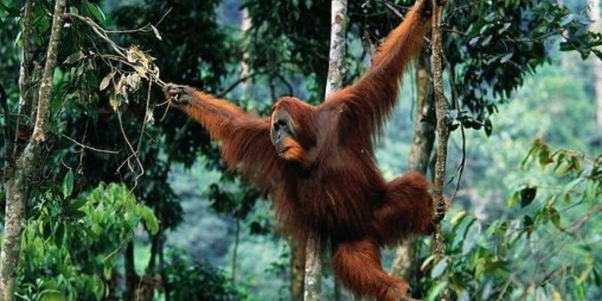 The Critically Endangered Sumatran Orangutan - The Dodo