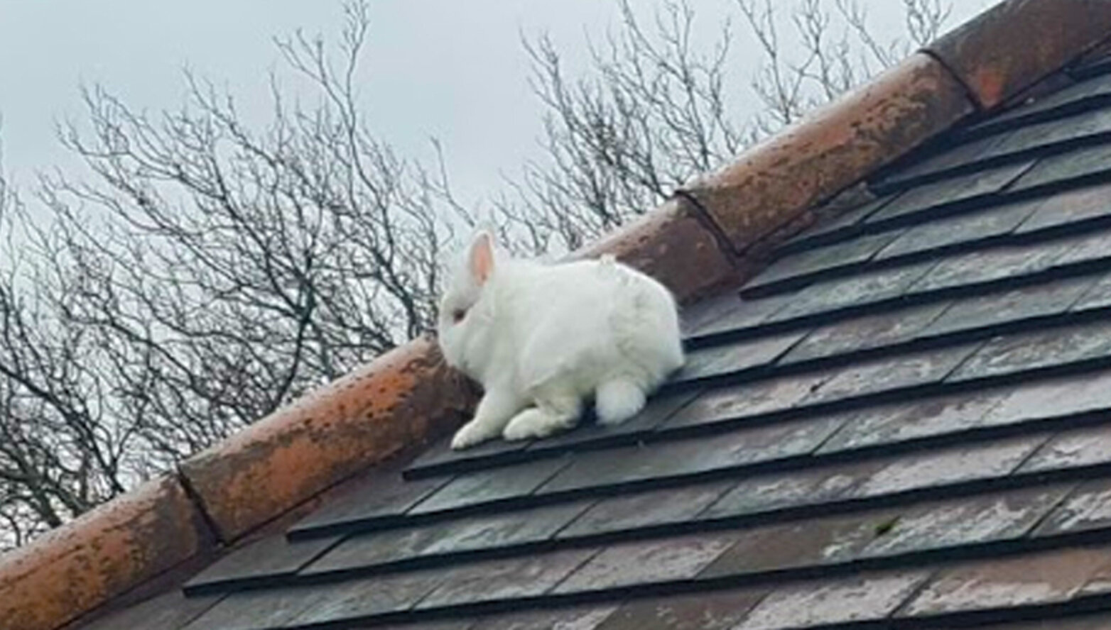 Rabbit Mysteriously Turns Up On Someone's Roof - The Dodo