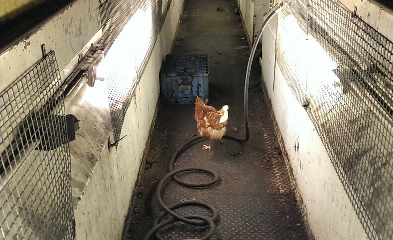 Chicken Makes Daring Escape From Poultry Farm - The Dodo