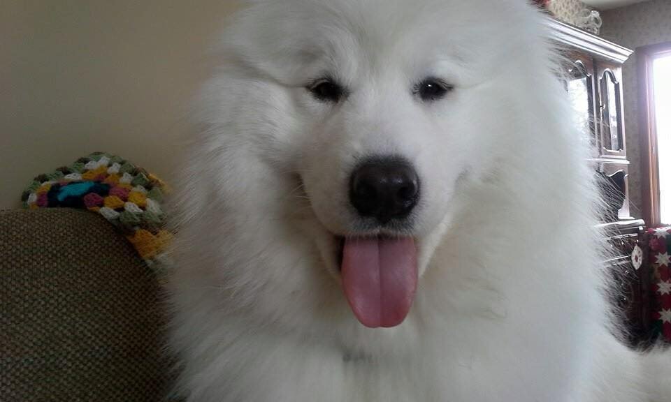 10 Dogs Saved From Meat Farms Who Are So Happy To Be Loved - The Dodo