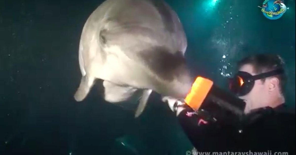 Dolphin Asks Diver To Help Untangle Her Fin - The Dodo