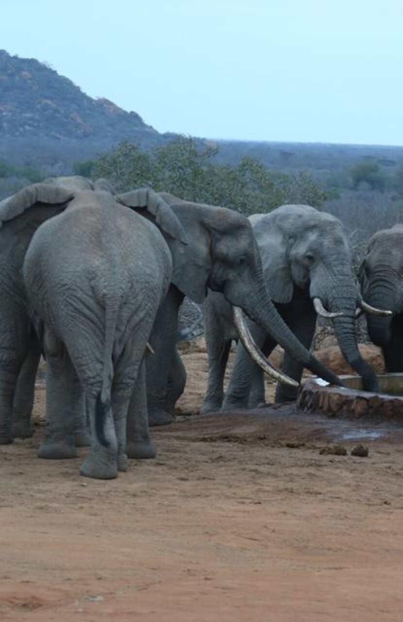 Desperate Elephants Shot With Poison Arrows Travel To Humans For Help ...
