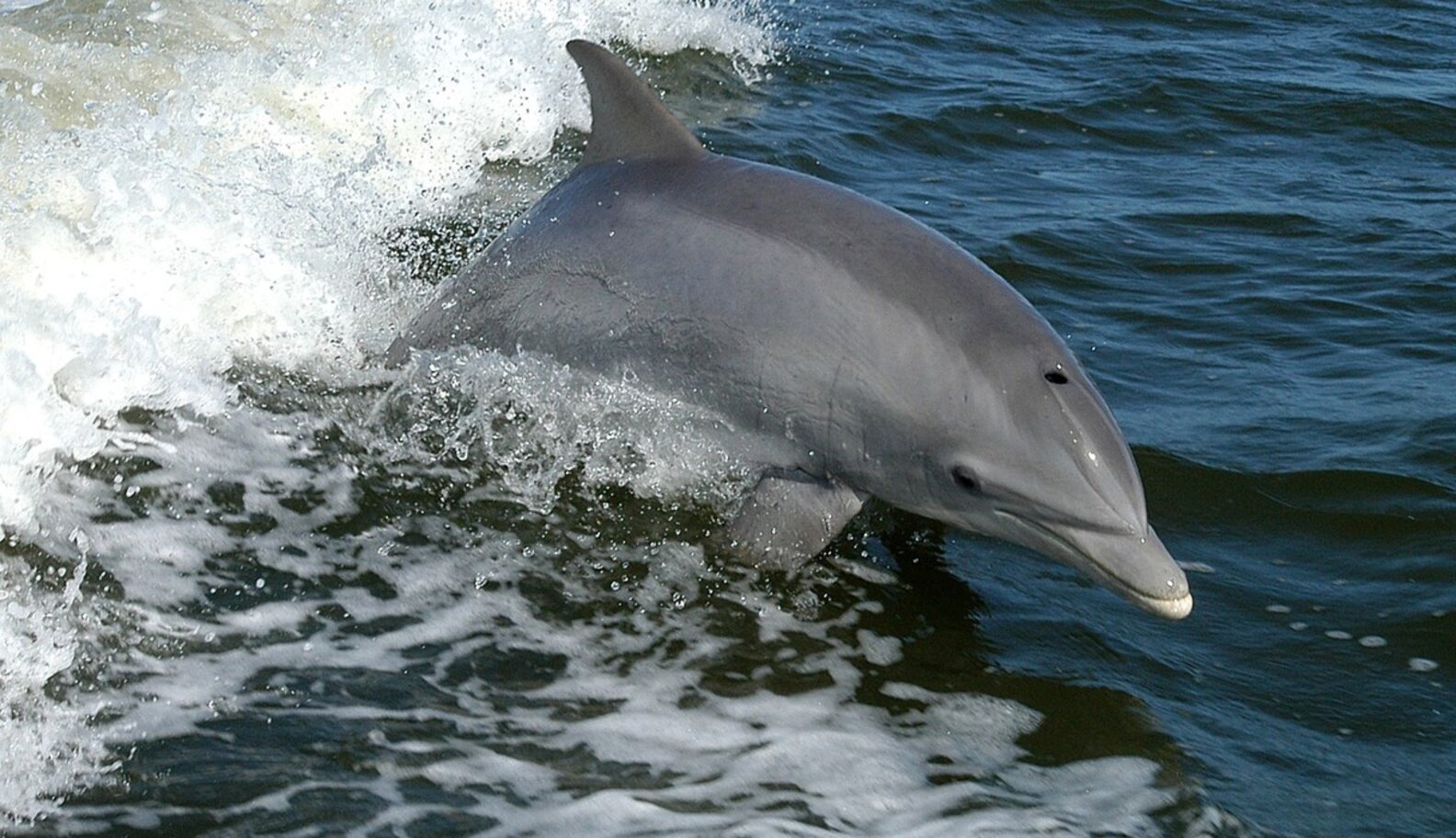 How America Went From Killing Dolphins To Loving Them - The Dodo