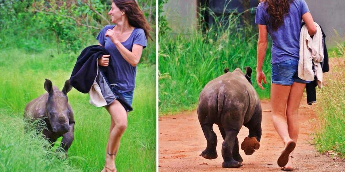 Tiny Rhino Follows Her Favorite Person Everywhere - The Dodo