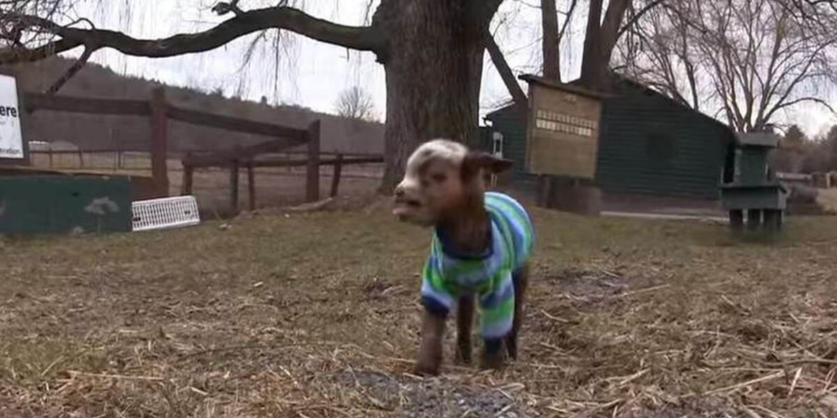 Baby Goat Spends Her First Day In The World And CAN'T Handle It - The Dodo