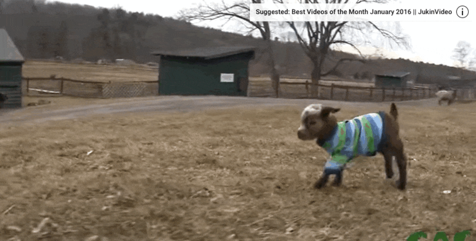 Baby Goat Spends Her First Day In The World And CAN'T Handle It - The Dodo