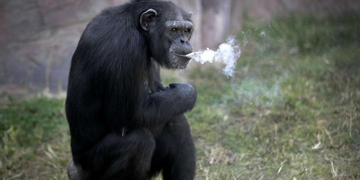 Zoo Teaches Chimp To Chain-Smoke To Entertain Visitors - The Dodo