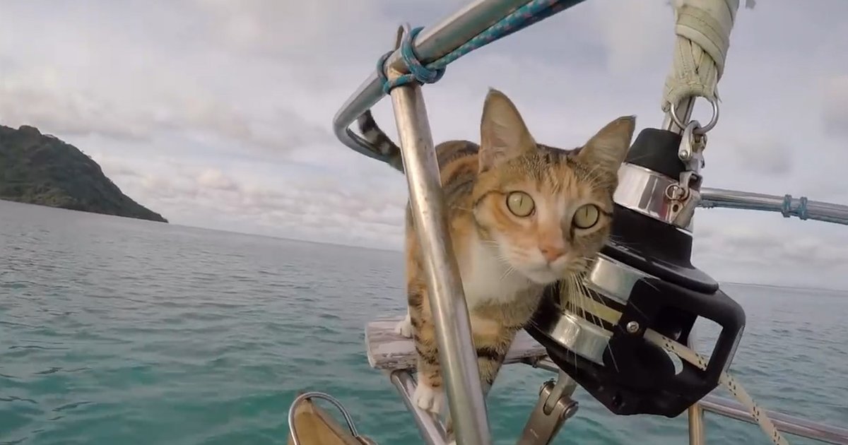 Cat Sails Around The World With Her Mom - The Dodo