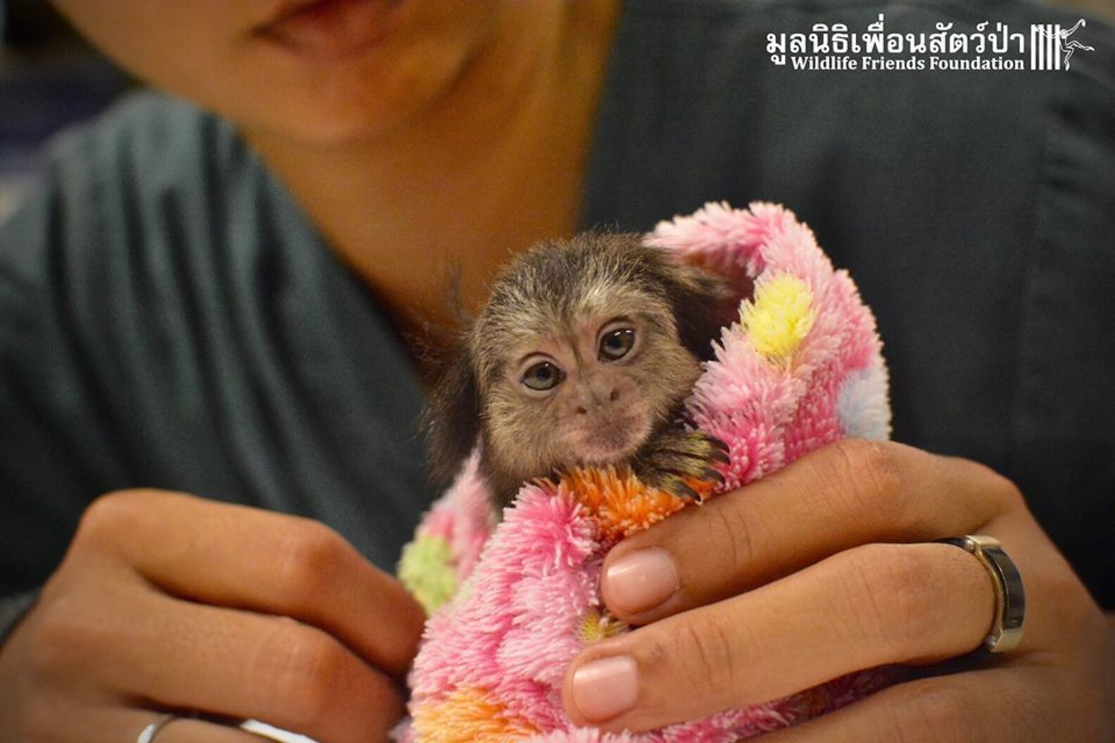 Tiny Baby Monkey Saved From Street Vendor Falls Into Just The Right ...