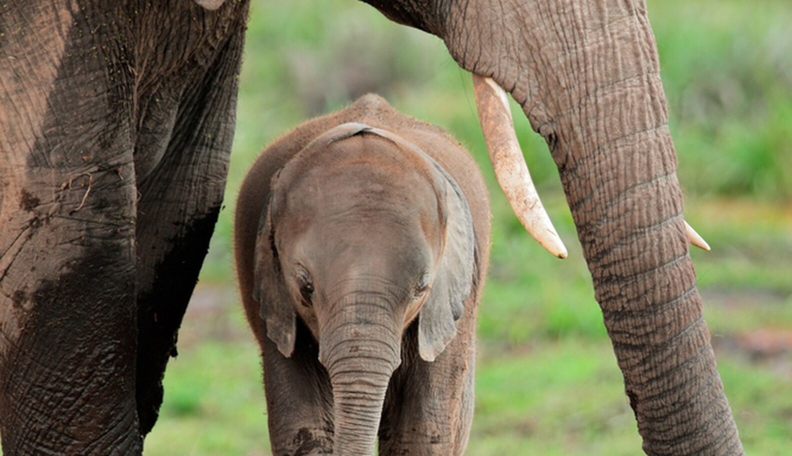 Here's What You Can Do To Save Animals Over The Next 4 Years - The Dodo