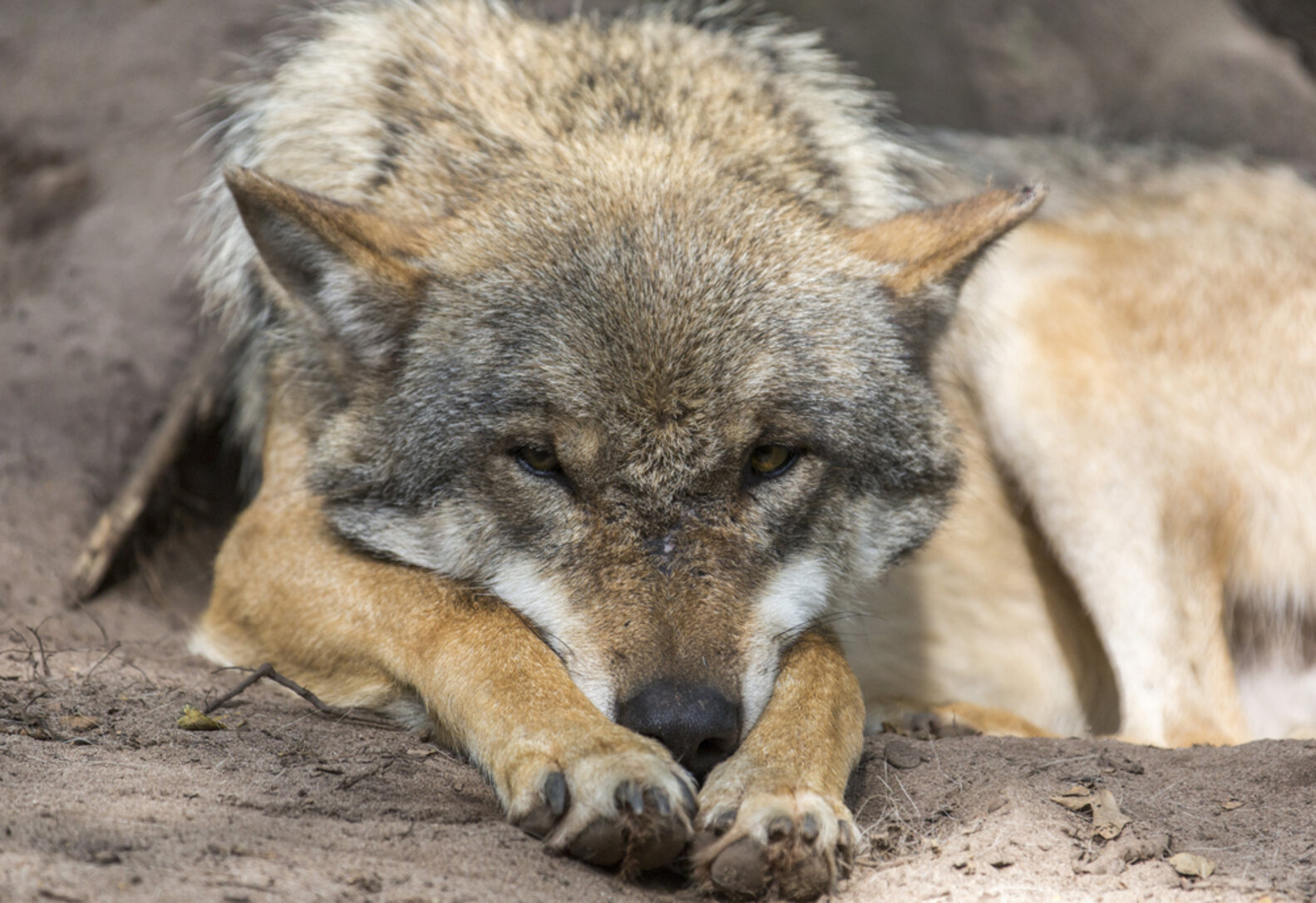 Here's What You Can Do To Save Animals Over The Next 4 Years - The Dodo