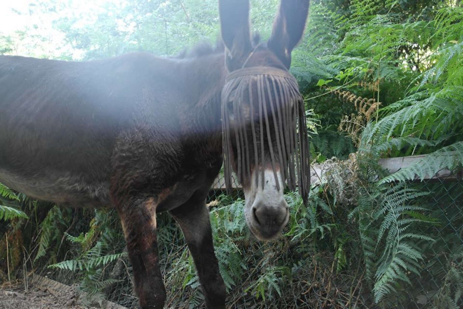 People Who Dumped Old Donkey Like Trash Had No Idea Who'd Find Him ...