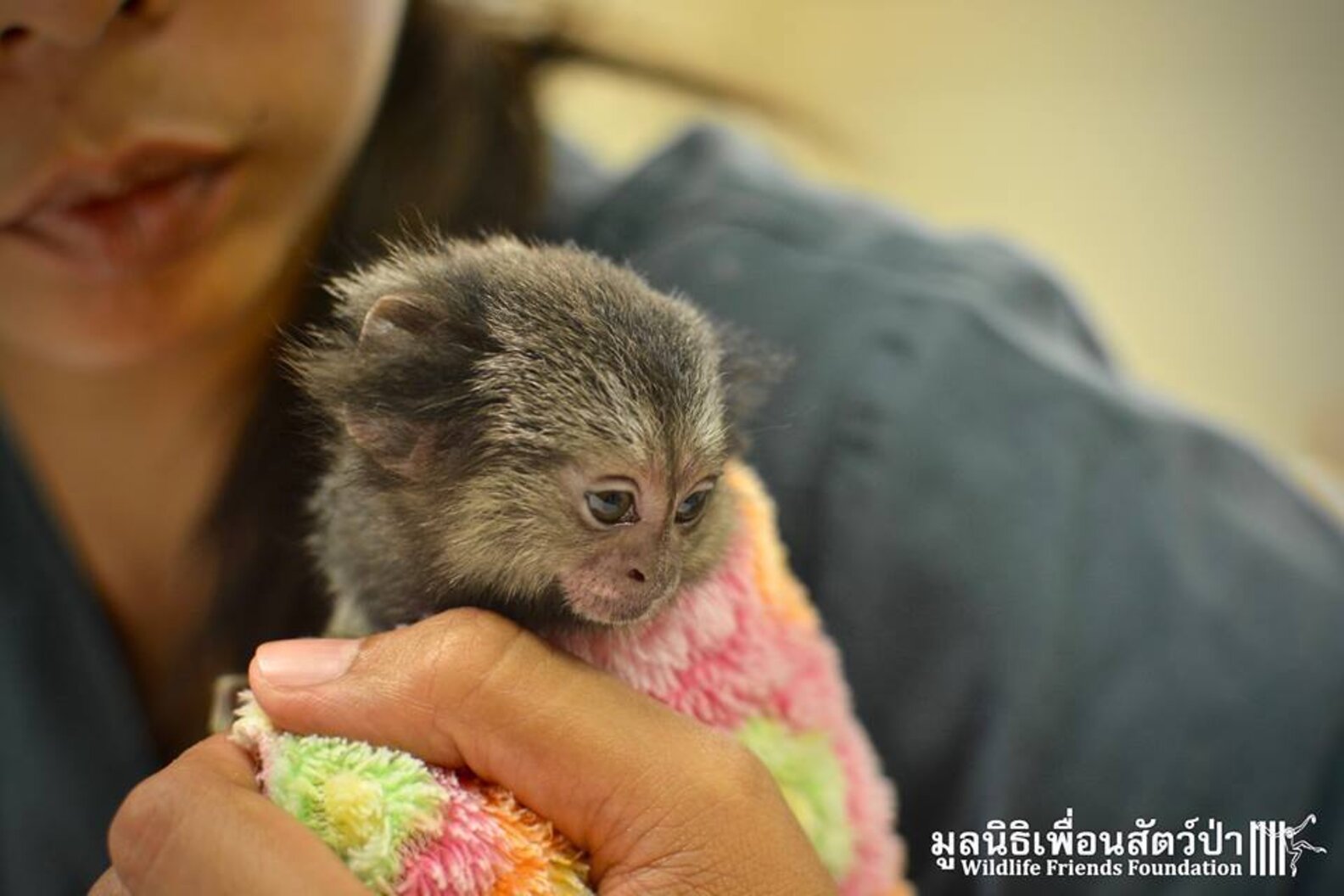 Tiny Baby Monkey Saved From Street Vendor Falls Into Just The Right ...