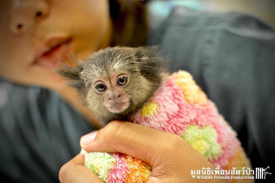 Tiny Baby Monkey Saved From Street Vendor Falls Into Just The Right ...