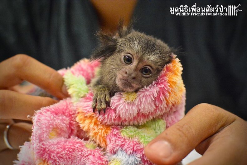 Tiny Baby Monkey Saved From Street Vendor Falls Into Just The Right ...